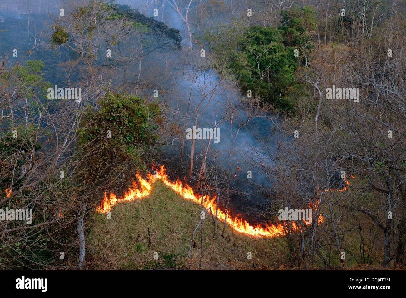 Costa Rica, Feuer im Wald, Brandrodung Stock Photo - Alamy