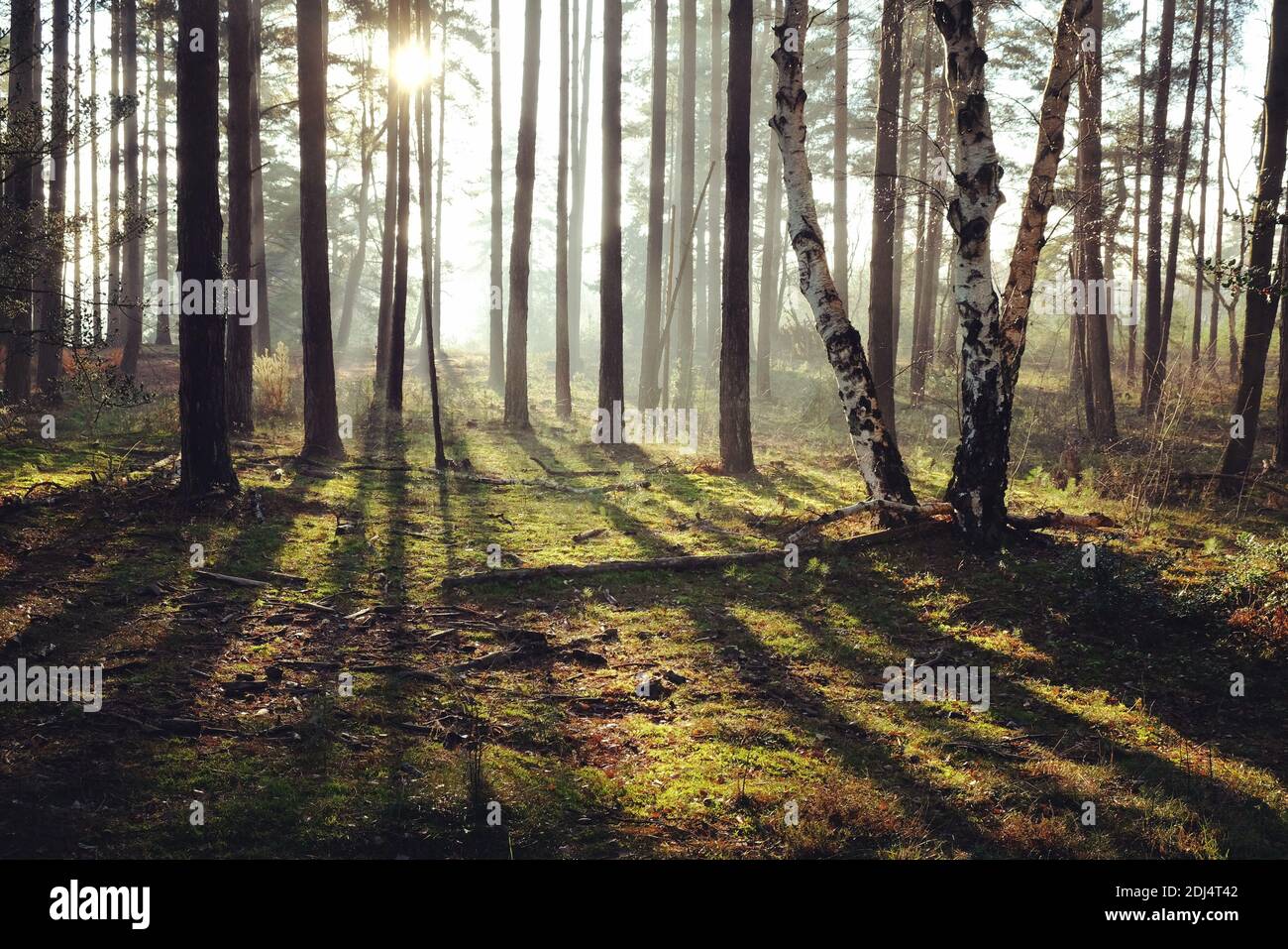 Long shadows on the forest floor as the winter sun sets on Blackheath ...