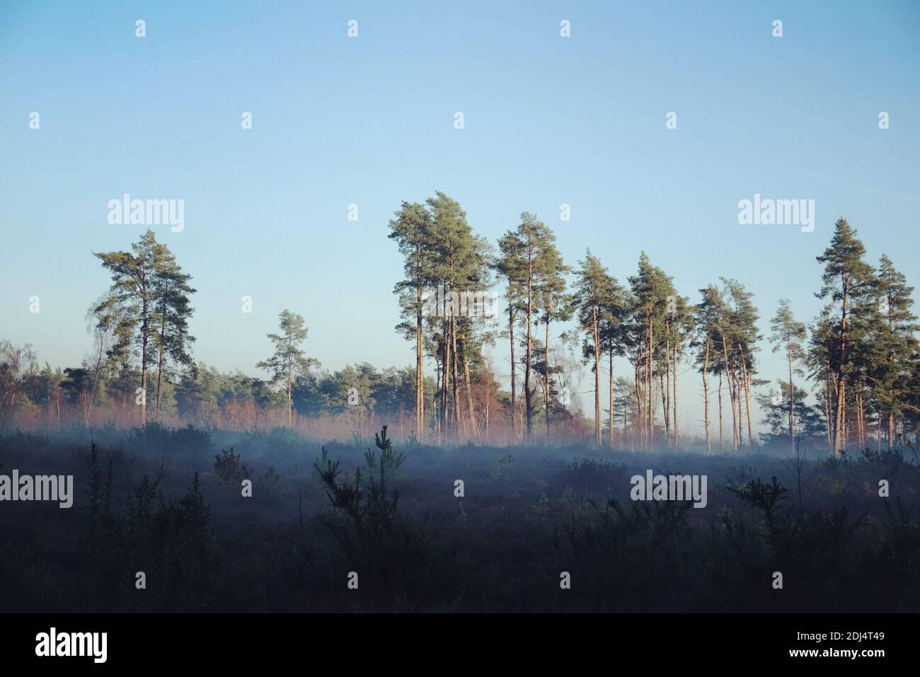 Long shadows on the forest floor hi-res stock photography and images ...