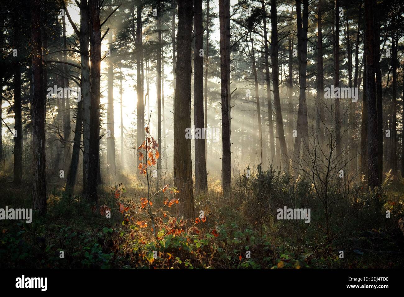 Long shadows on the forest floor as the winter sun sets on Blackheath ...
