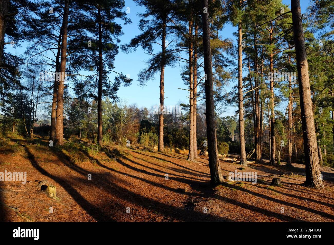 Long shadows on the forest floor as the winter sun sets on Blackheath ...