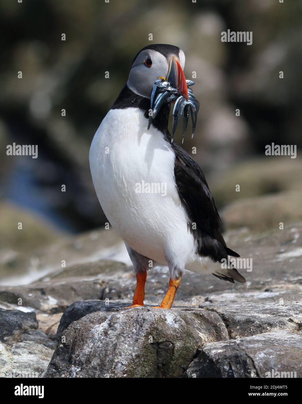 Puffin fish england hi-res stock photography and images - Alamy