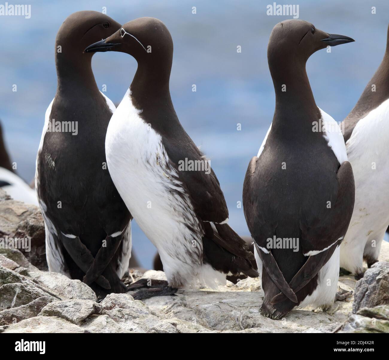 Farne island guillemots hi-res stock photography and images - Alamy