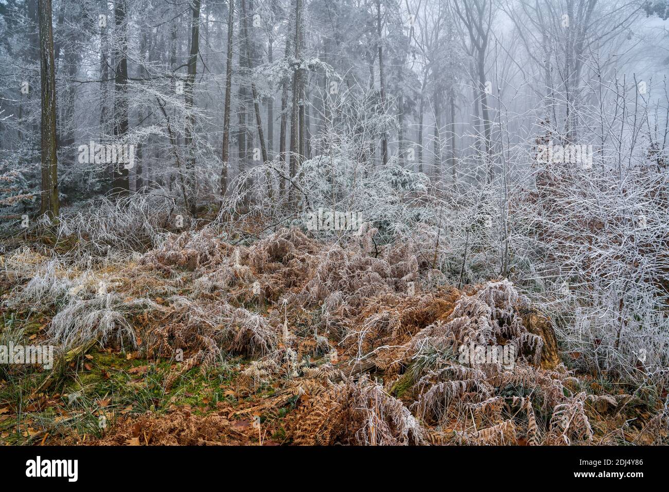 Central European mixed forest in December fog, covered with rime and ...
