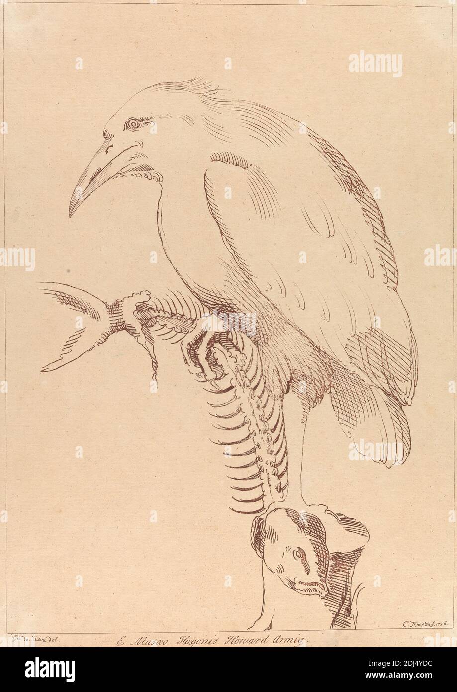 Untitled: Bird holding fish skeleton, George Knapton, 1698–1778 ...