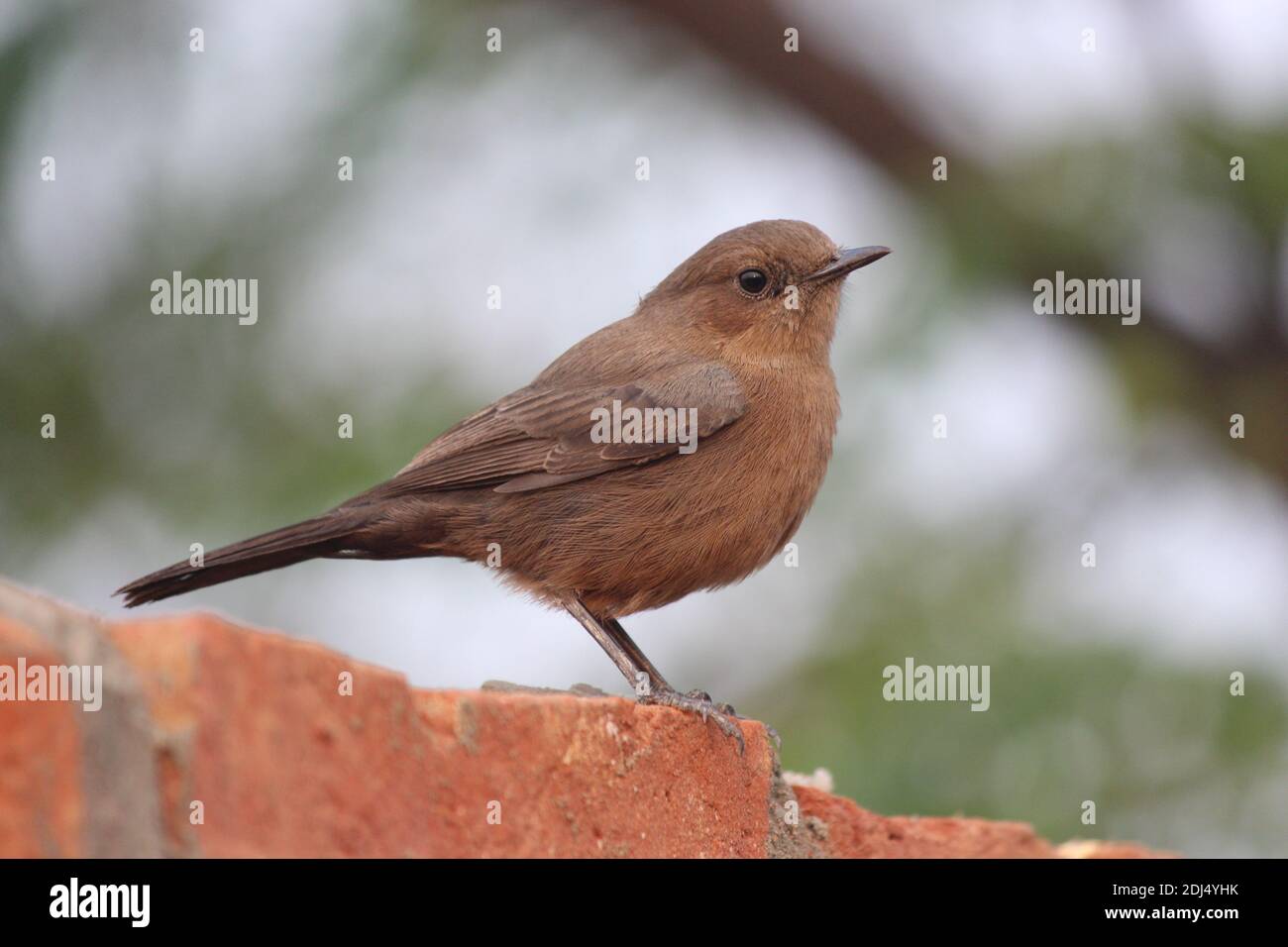 A Brown Rock Chat bird in a natural environment Stock Photo - Alamy