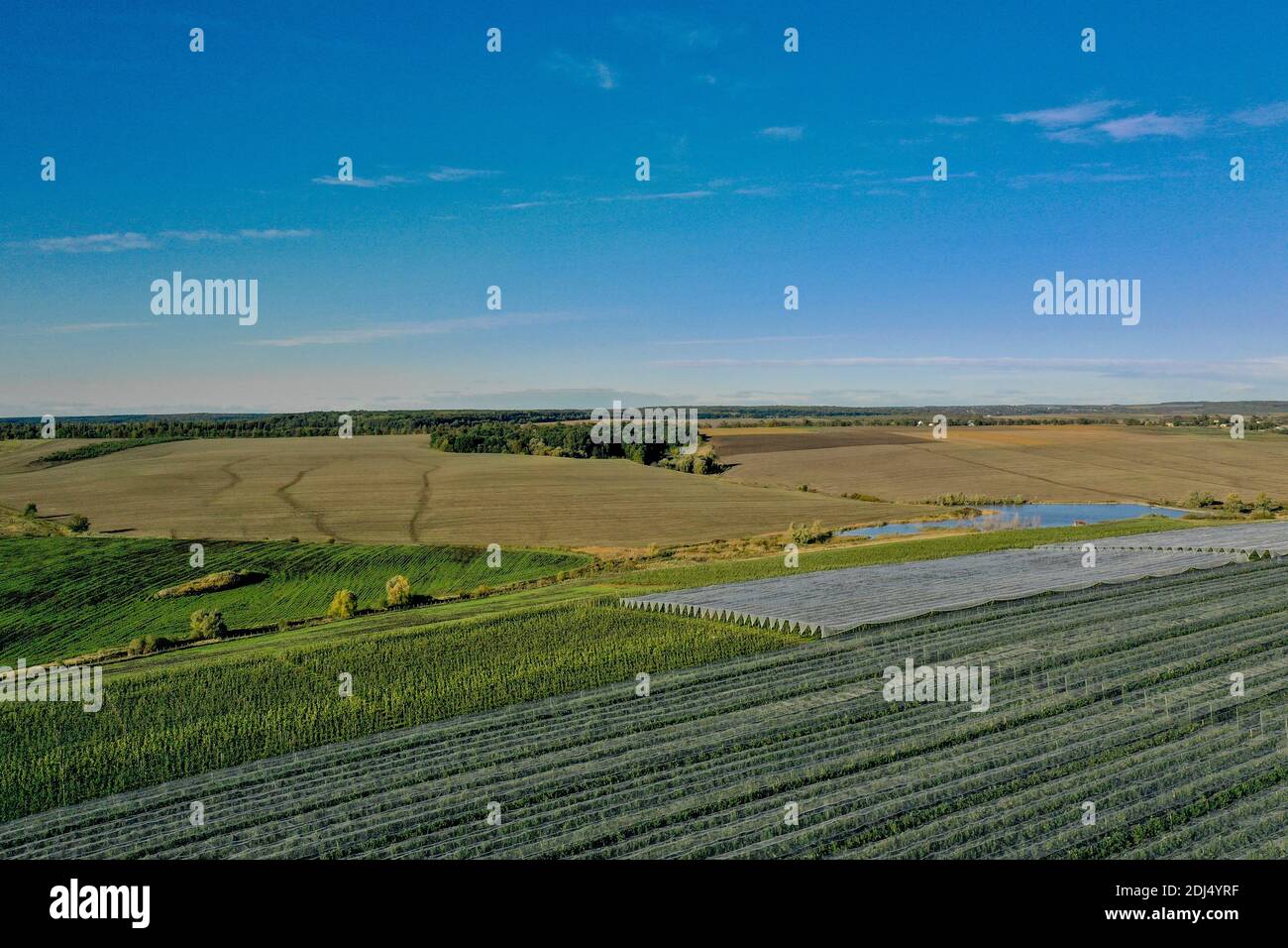 Aerial view of apple orchard. Large apple plantation Stock Photo - Alamy