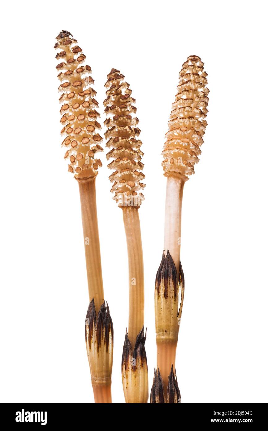 Three Horsetail flowers isolated on white background (Equisetum arvense ...