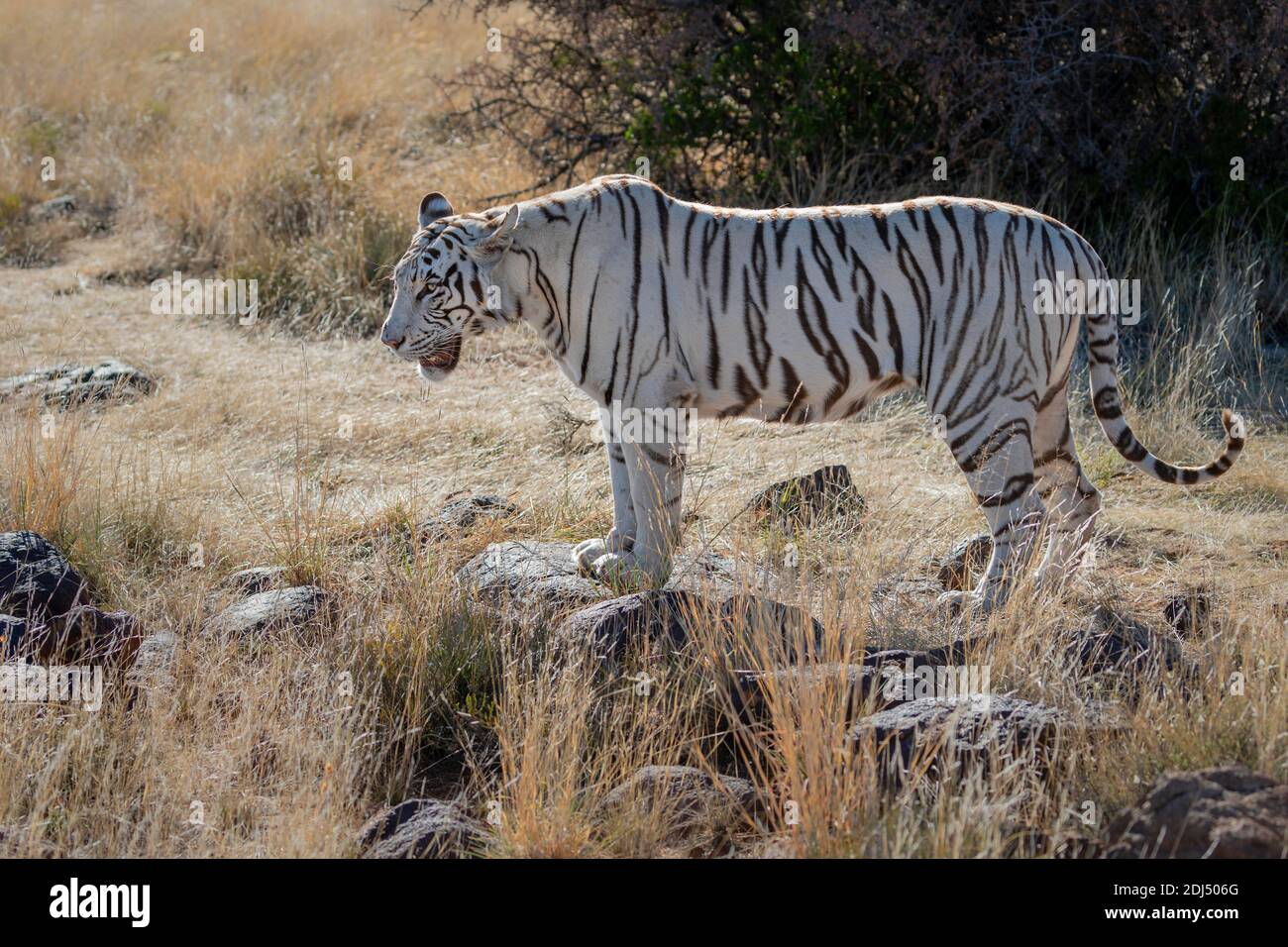 Wild white bengal tiger backlit in grassy terrain hi-res stock ...