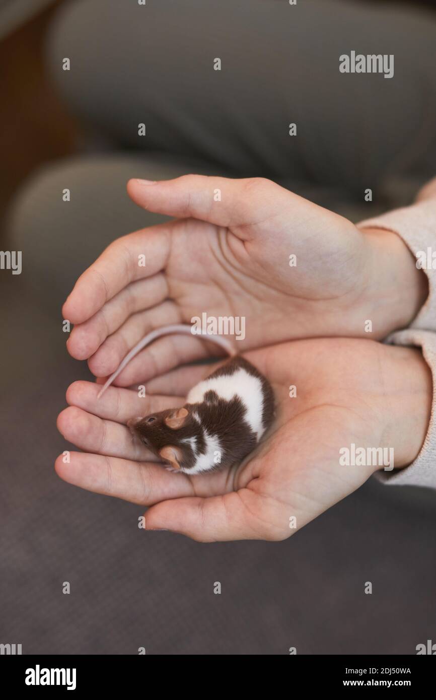 Boy pet mouse hi-res stock photography and images - Alamy