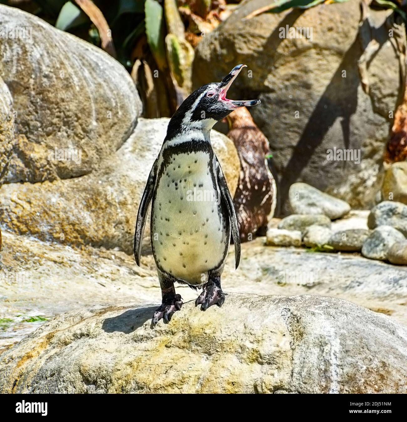 Penguin mouth closeup hi-res stock photography and images - Alamy