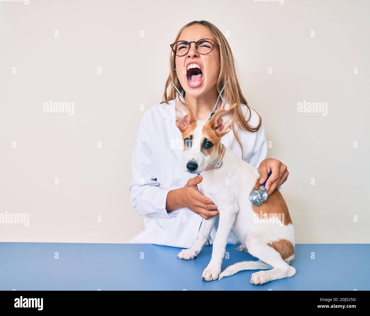 Young beautiful blonde veterinarian woman checking dog health using ...