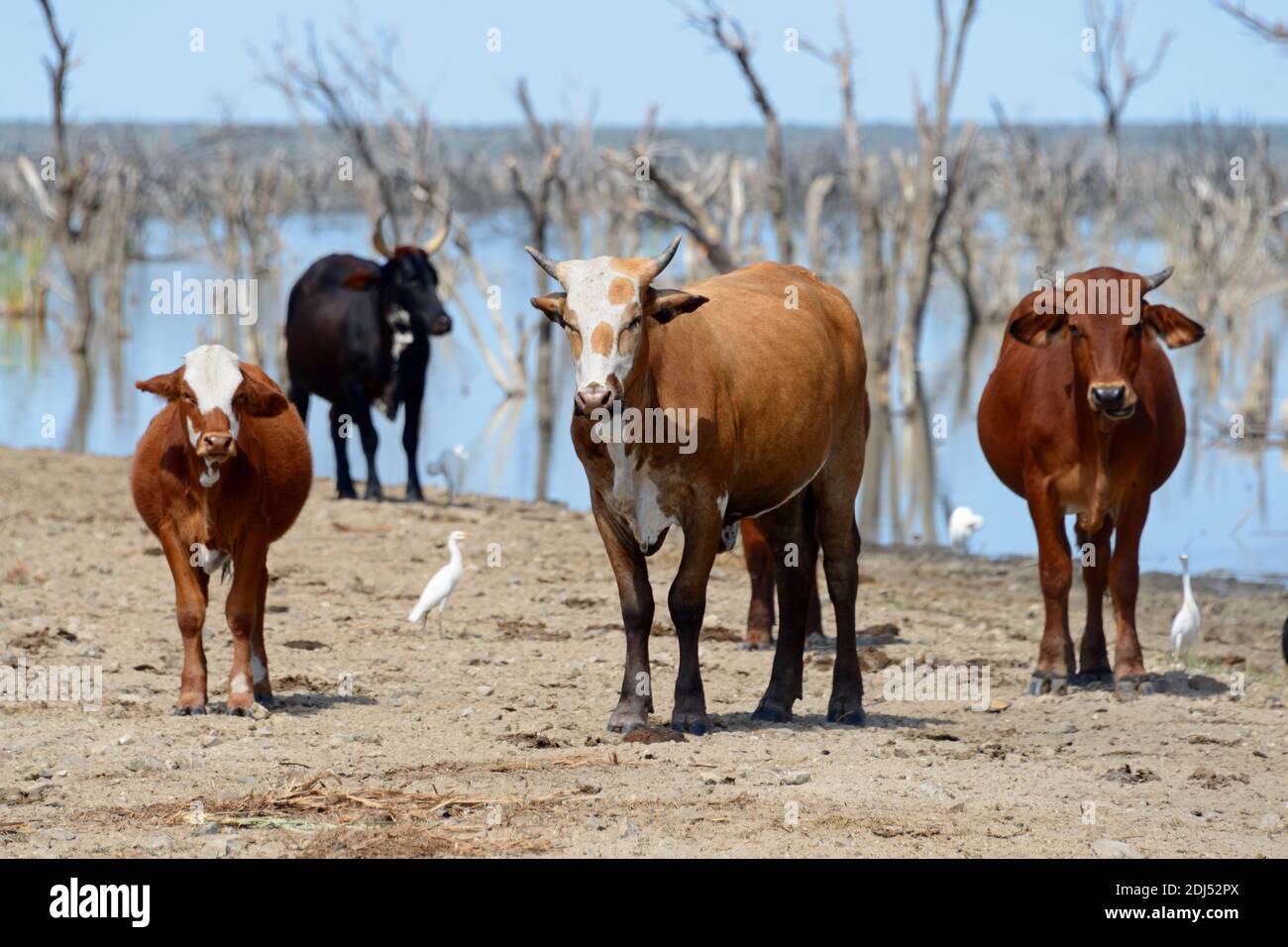 Rinder am Ngamisee, Botswana / Rinder am Lake Ngami Stock Photo - Alamy