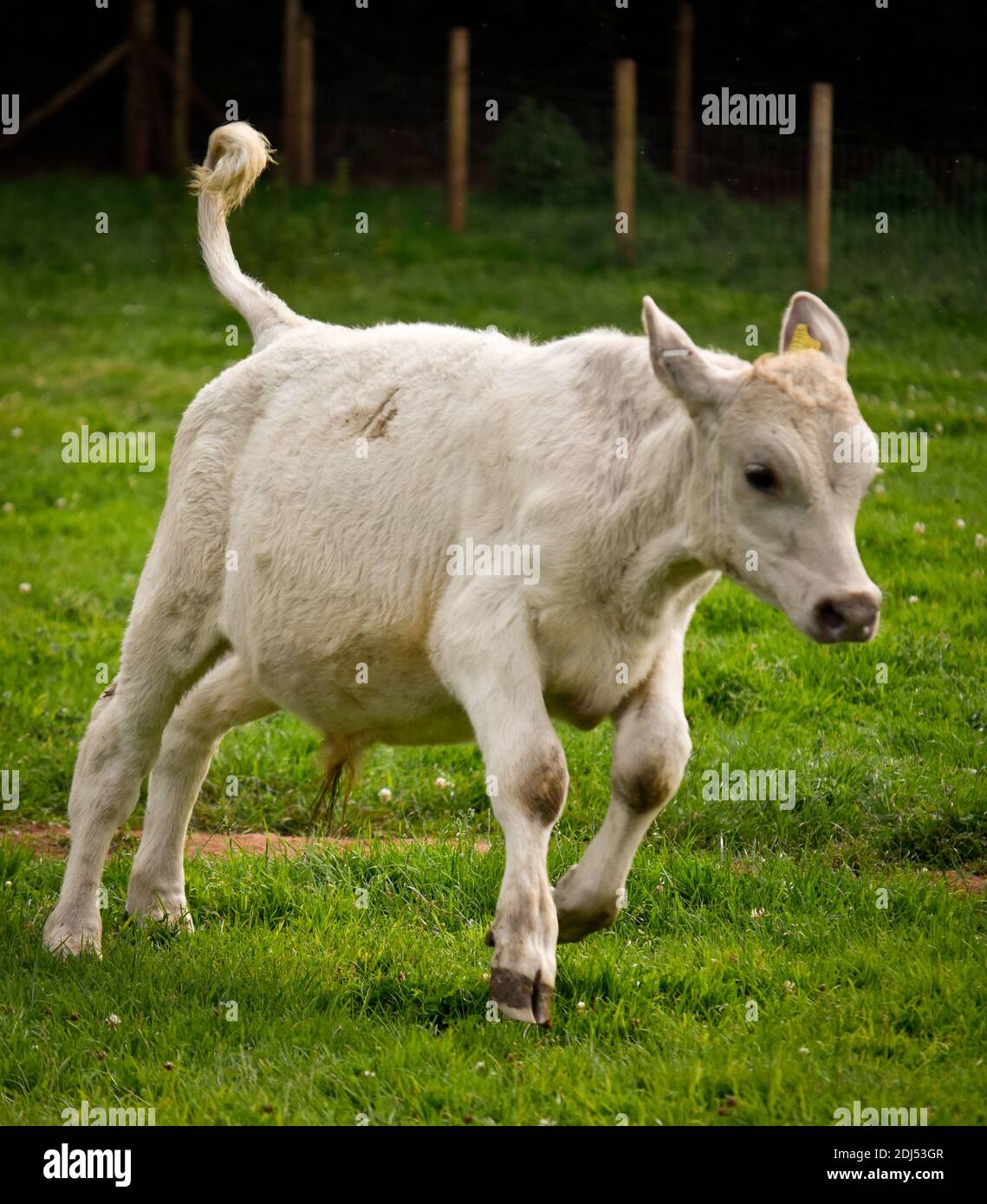 Running calf hi-res stock photography and images - Alamy