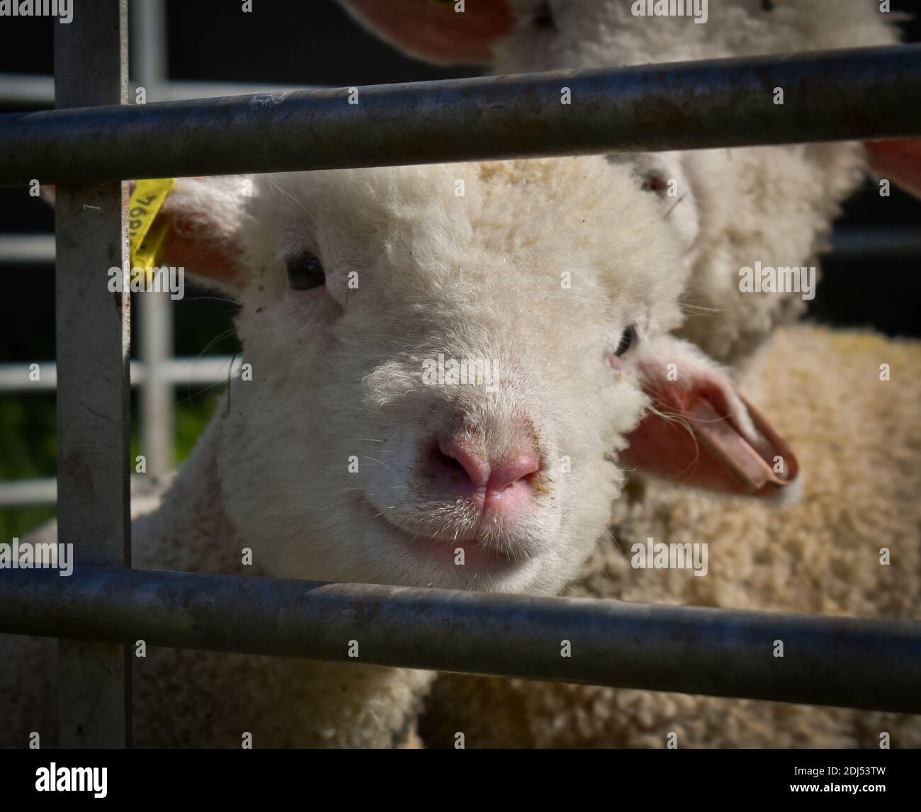 Lamb peeking through railings Stock Photo - Alamy