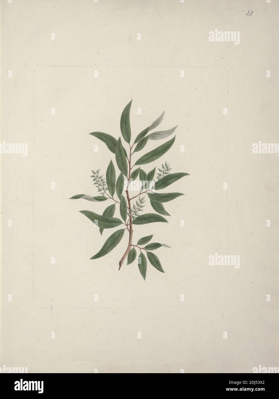 Salix tree drawing hi-res stock photography and images - Alamy