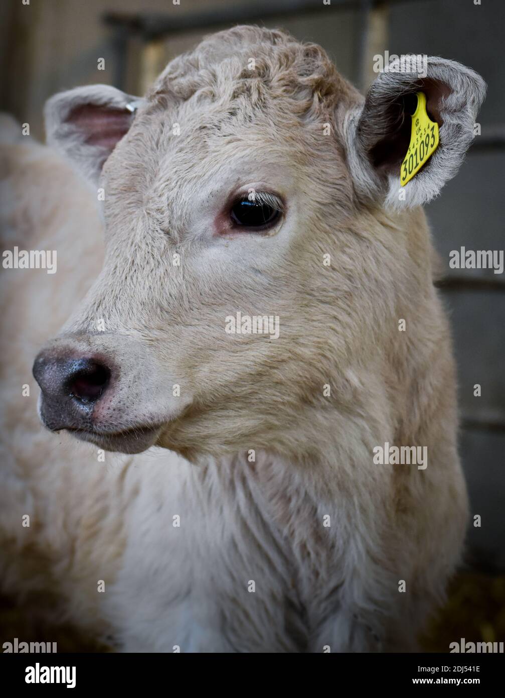 Grey calf hi-res stock photography and images - Alamy