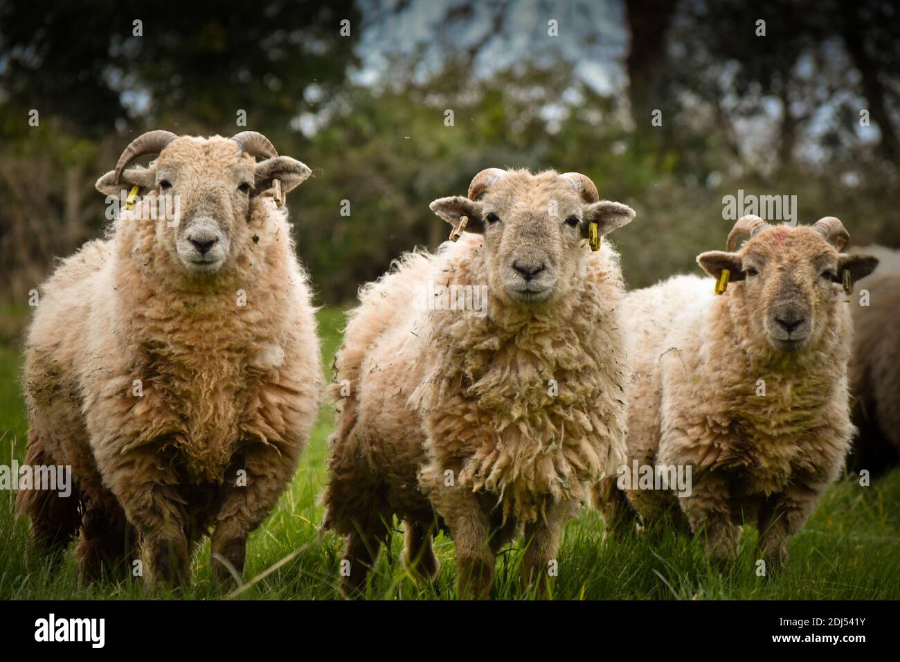 The three amigos - three sheep standing in a line Stock Photo - Alamy