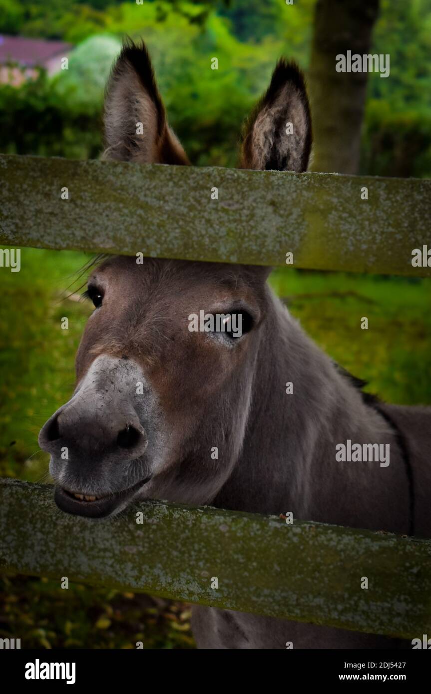 Donkey looking through the fence Stock Photo - Alamy