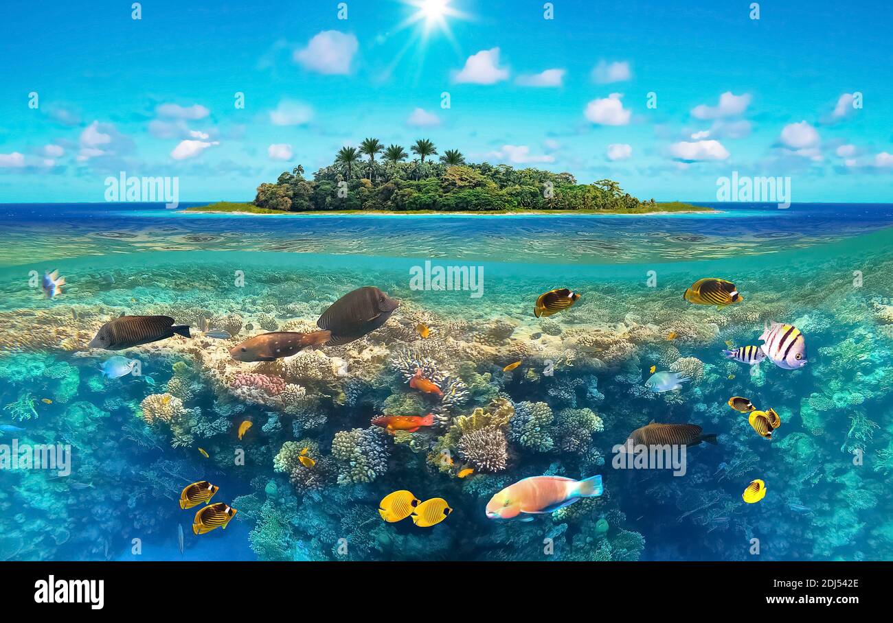 Tropical Beaches With Fish