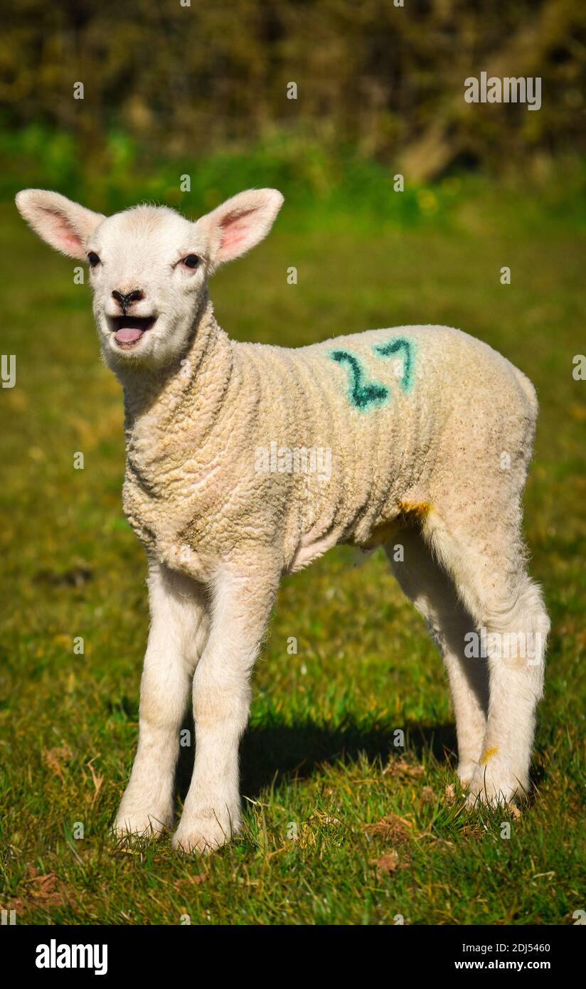 Happy spring lamb Stock Photo - Alamy