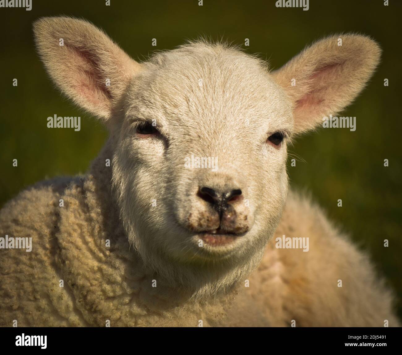 Lambs face hi-res stock photography and images - Alamy