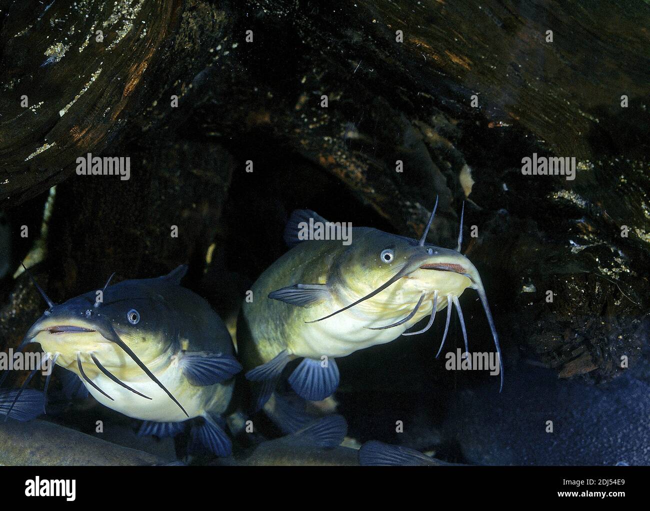 Black bullhead ictalurus melas hi-res stock photography and images - Alamy