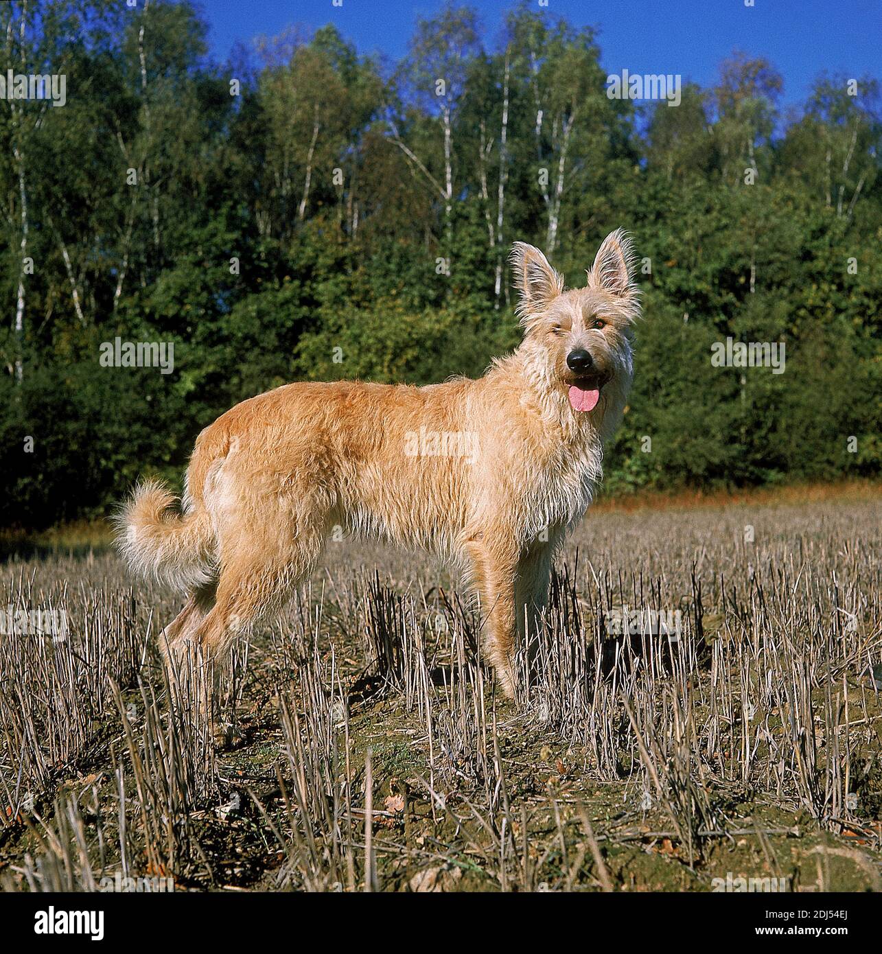 Picardy shepherd hi-res stock photography and images - Alamy
