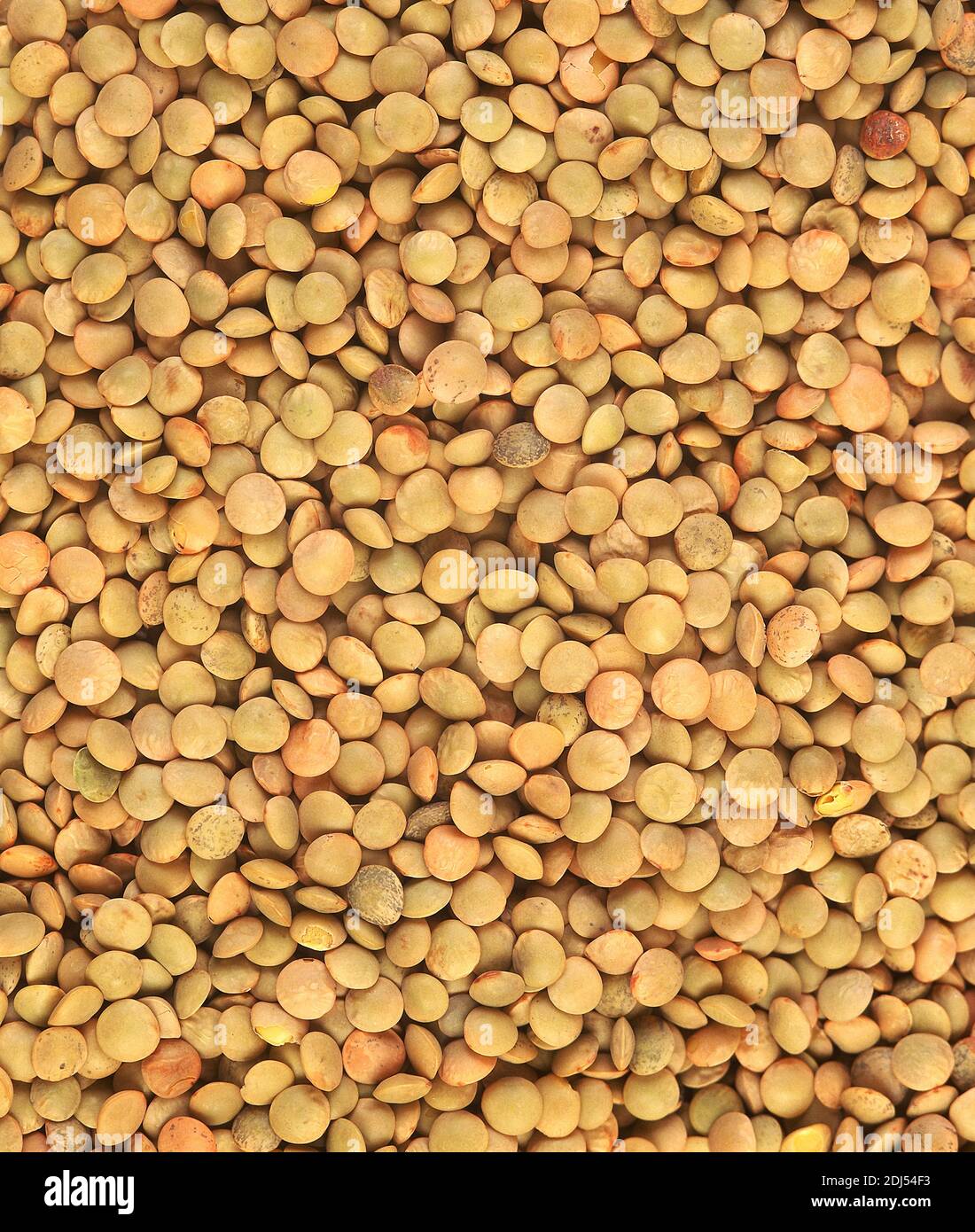 French Blond Lentils from Saint Flour, lens esculenta Stock Photo - Alamy