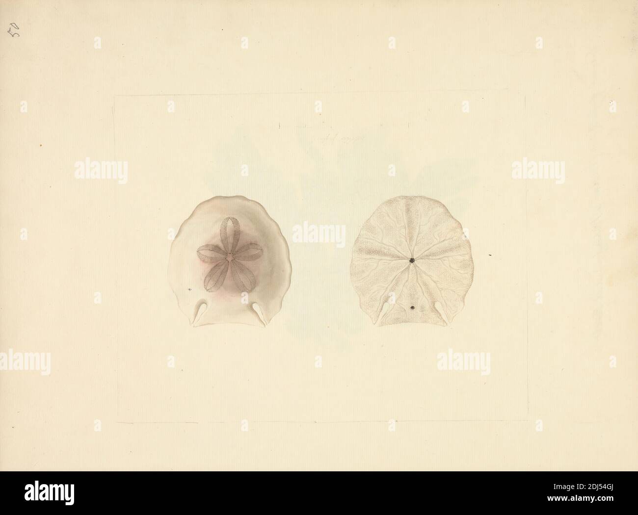 Clypeasteroida (Sand Dollar), Luigi Balugani, 1737–1770, Italian ...