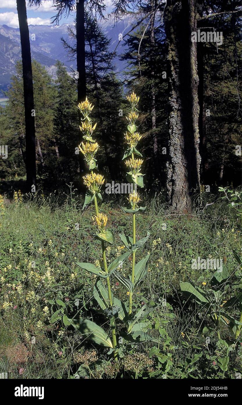 Yellow Gentian, gentiana lutea, French Alps Stock Photo - Alamy