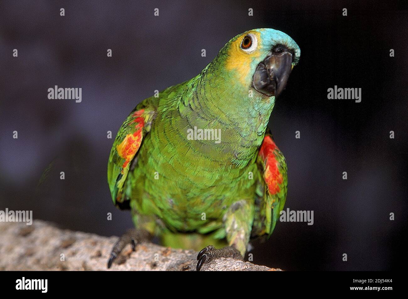 Blue-Fronted Amazon Parrot or Turquoise-Fronted Amazon Parrot, amazona aestiva, Adult standing ...