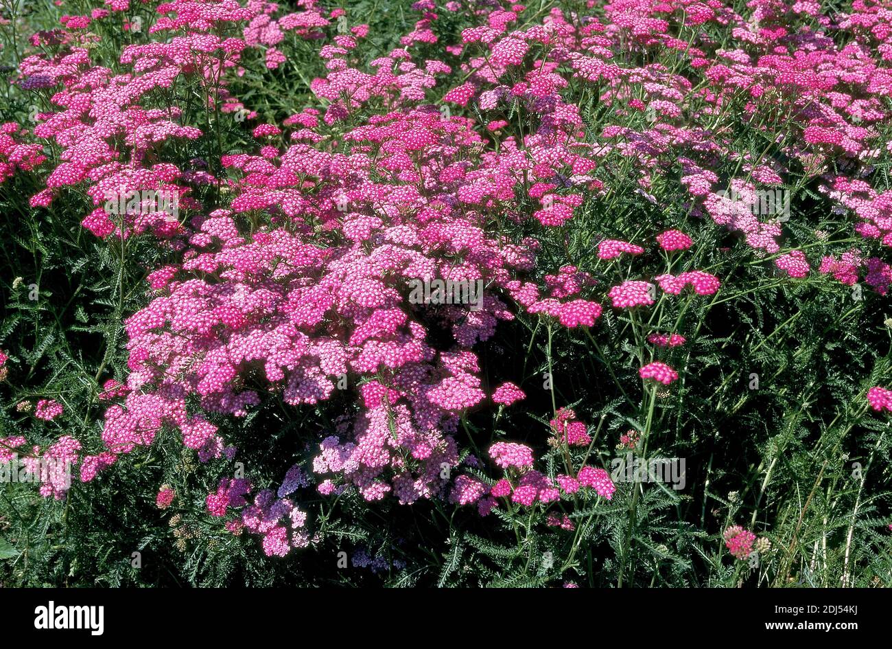 Flowering Yarrow, achillea millefolium Stock Photo - Alamy