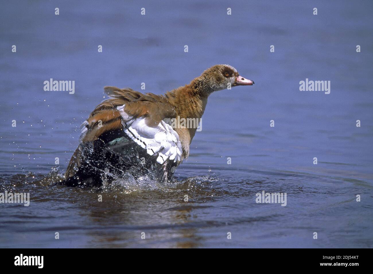 Egyptian goose bathing hi-res stock photography and images - Alamy