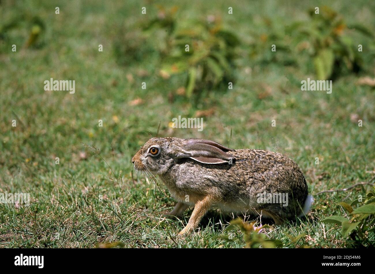 Cape Hare, lepus capensis Stock Photo - Alamy