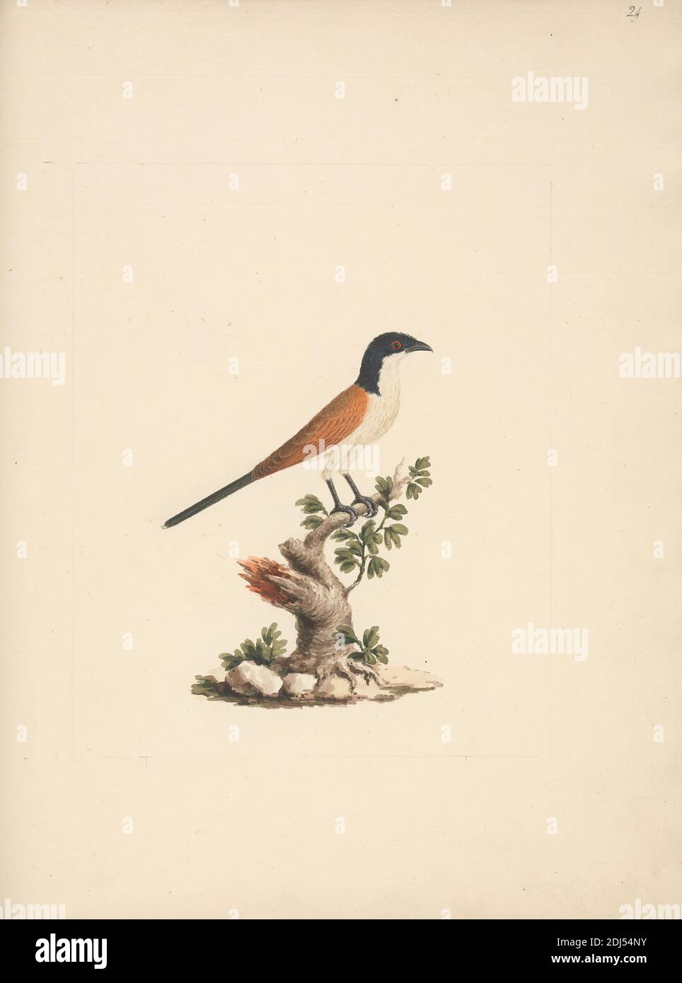 Centropus monachus (Blue-Headed Coucal), Luigi Balugani, 1737–1770 ...
