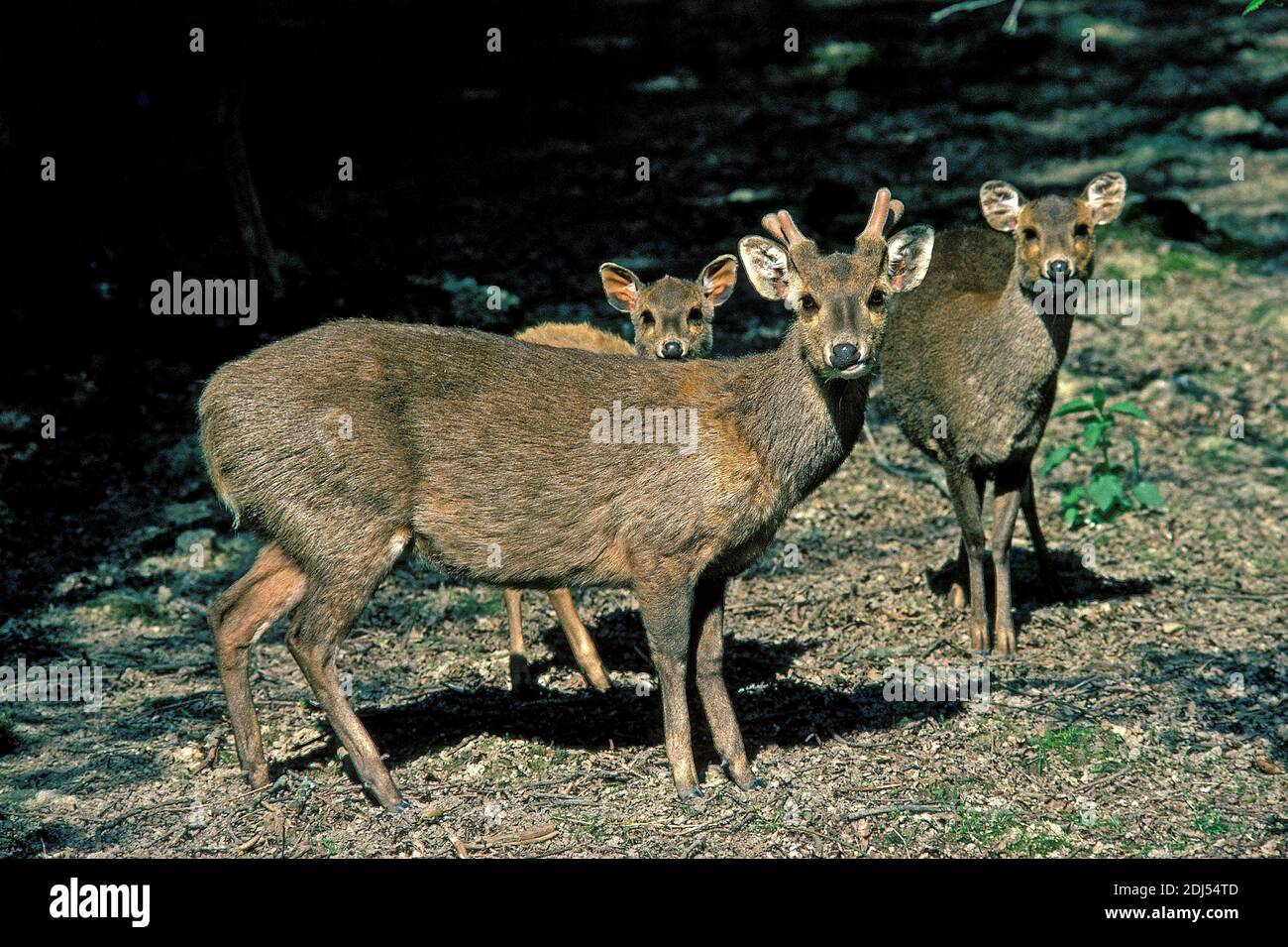 Hog Deer, axis porcinus, Pair with Young Stock Photo - Alamy