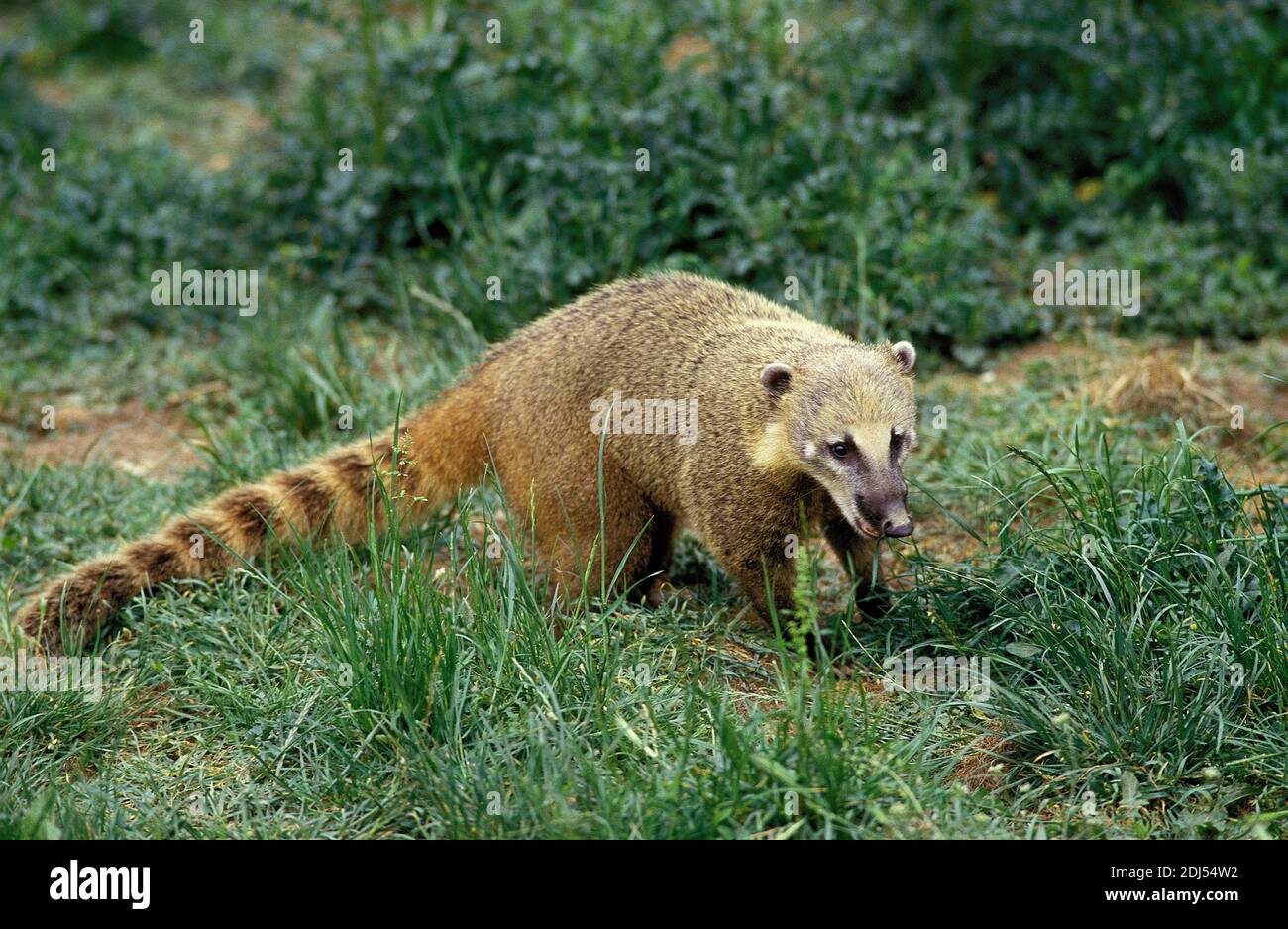 Ringtailed Coati or Coatimundi, nasua nasua Stock Photo - Alamy