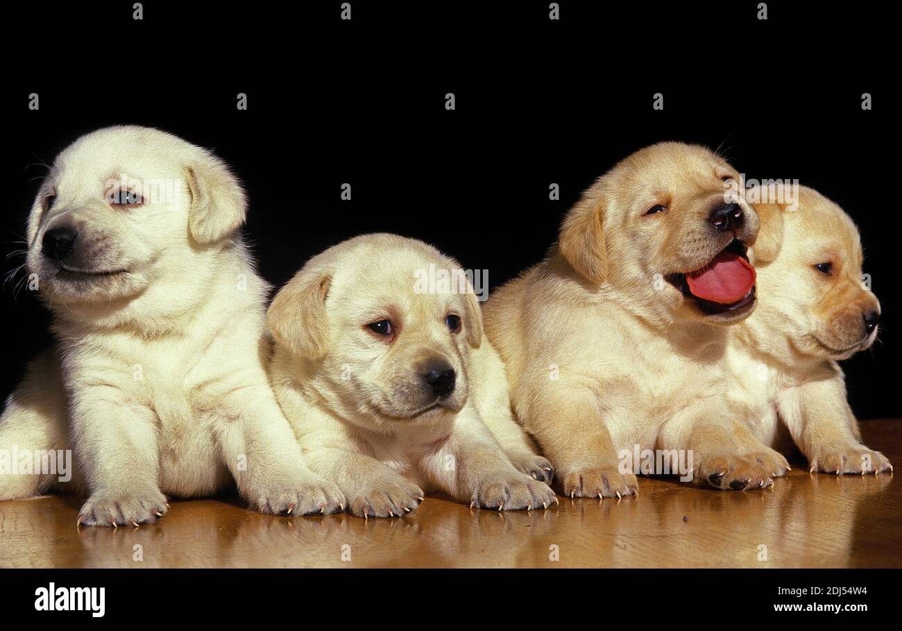 Yellow Labrador Retriever Puppies Stock Photo - Alamy