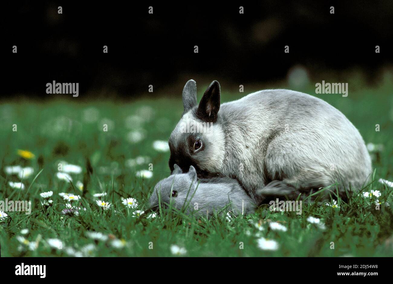 Siamese Dwarf Rabbit, Pair Mating Stock Photo - Alamy