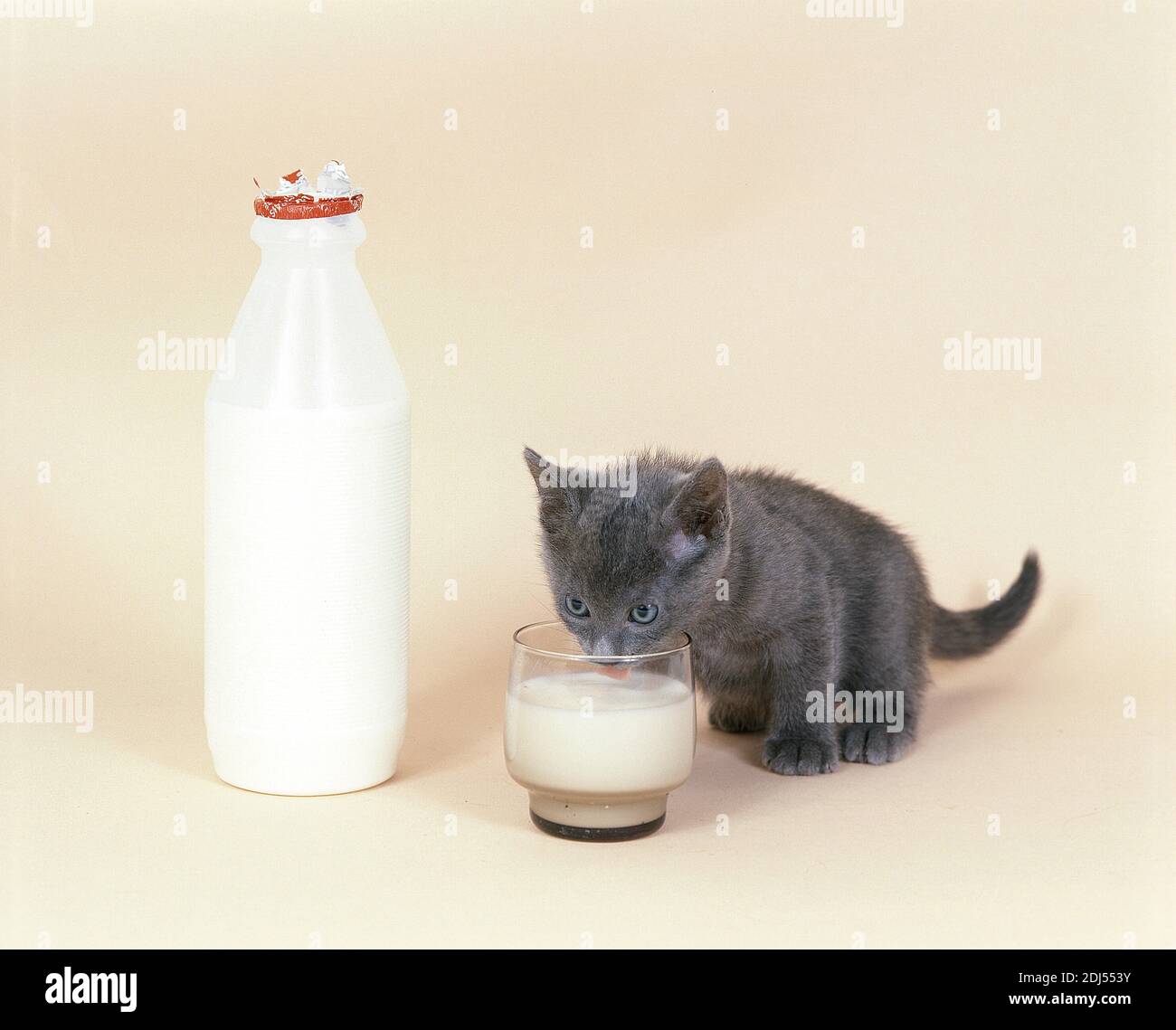 Cats milk face hi-res stock photography and images - Alamy