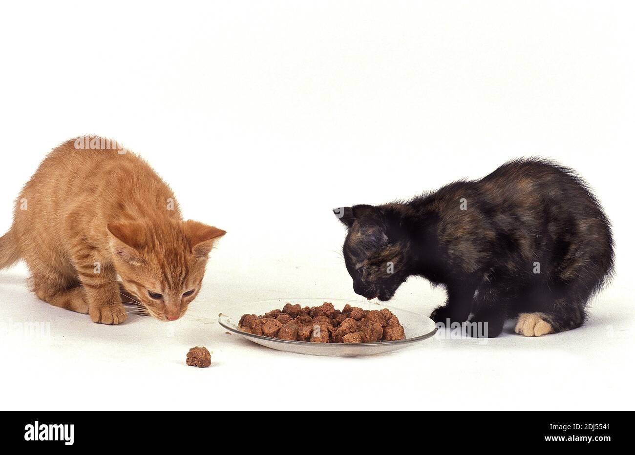 Domestic Kitten eating Food Stock Photo - Alamy