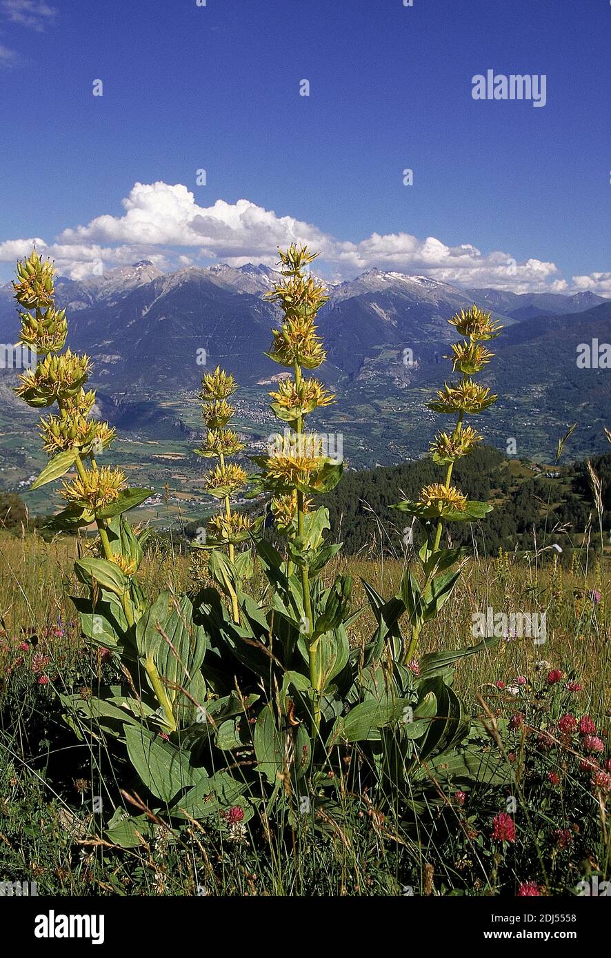 Yellow Gentian, gentiana lutea, French Alps Stock Photo - Alamy