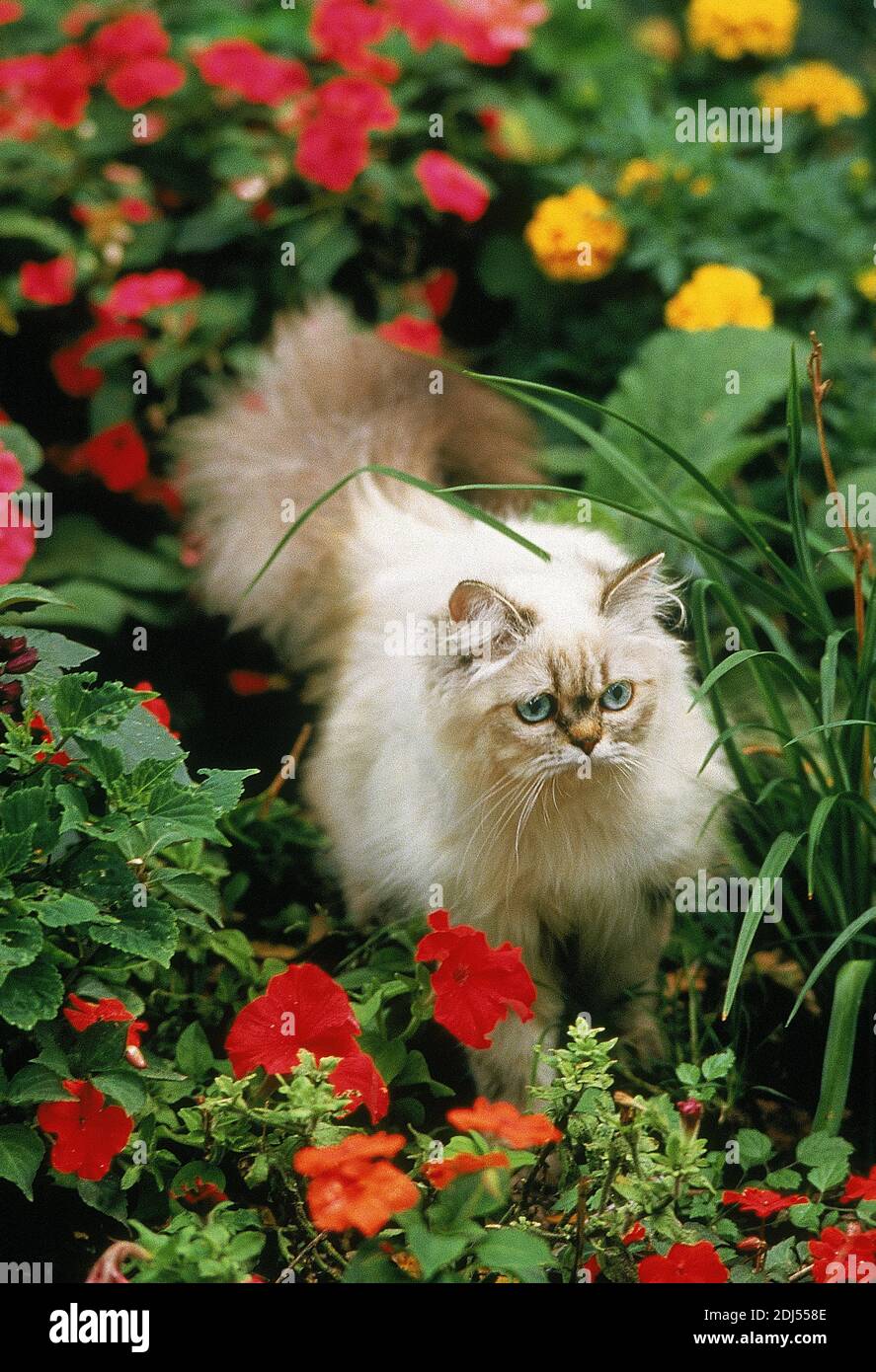 Colourpoint persian hi-res stock photography and images - Alamy