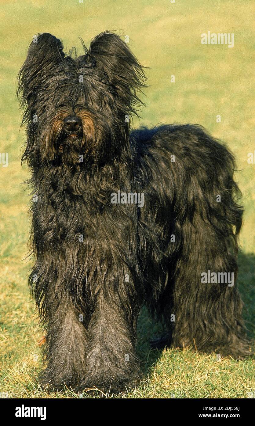 Briard Dog, Old Standard Breed with Cut Ears Stock Photo - Alamy