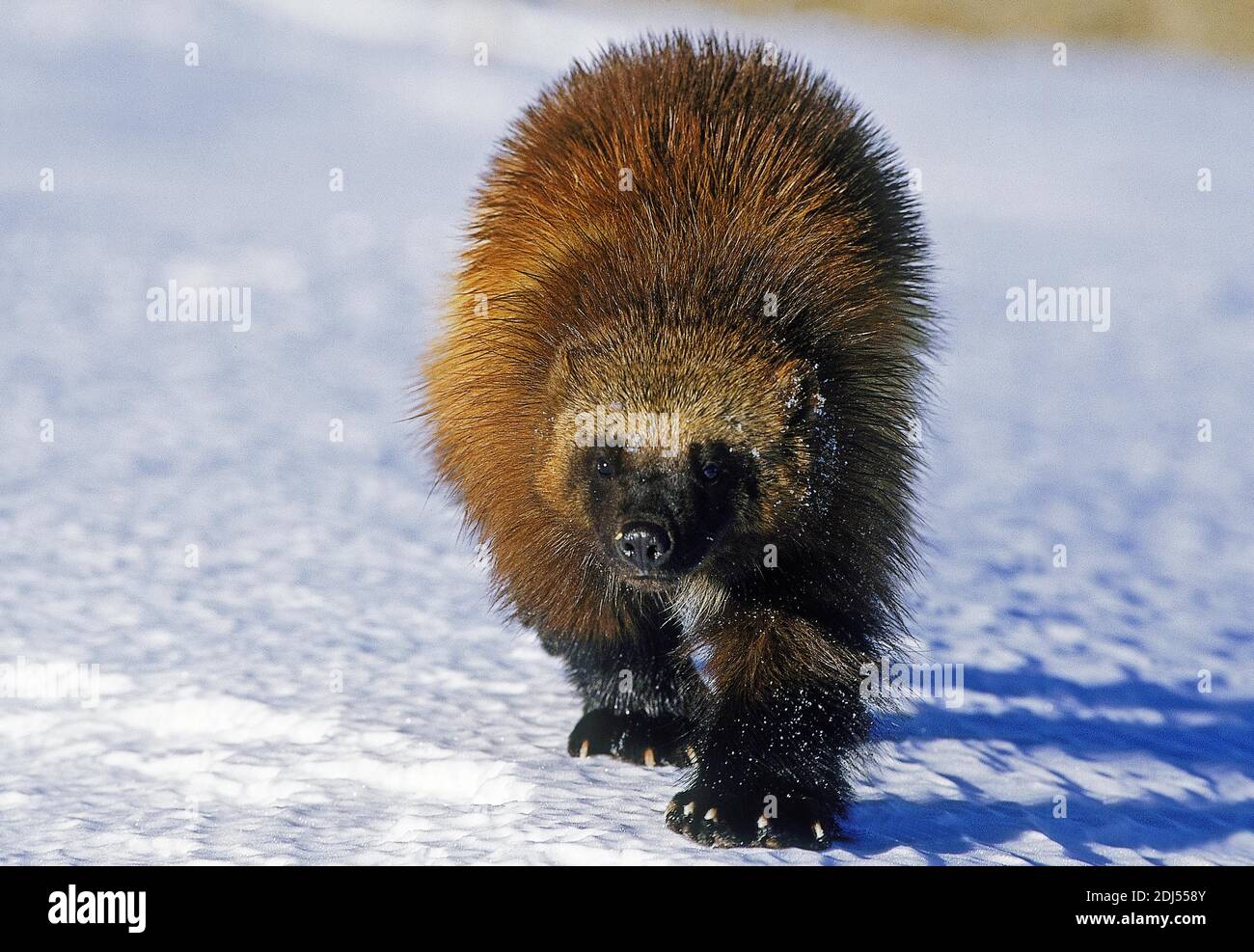North American Wolverine, gulo gulo luscus, Adult walking on Snow ...