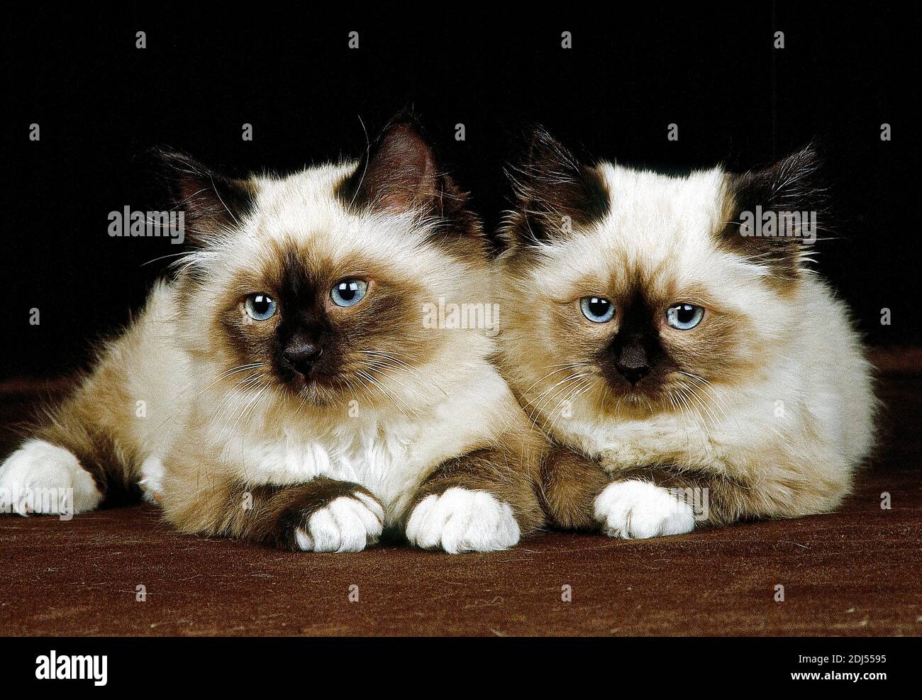 Birmanese Domestic Cat Stock Photo - Alamy