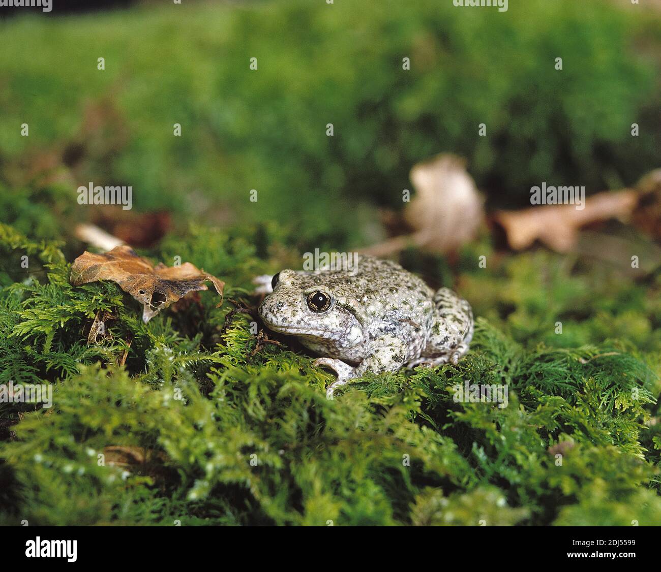Midwife Toad, alytes obstetricans, Adult standing on Moss Stock Photo ...