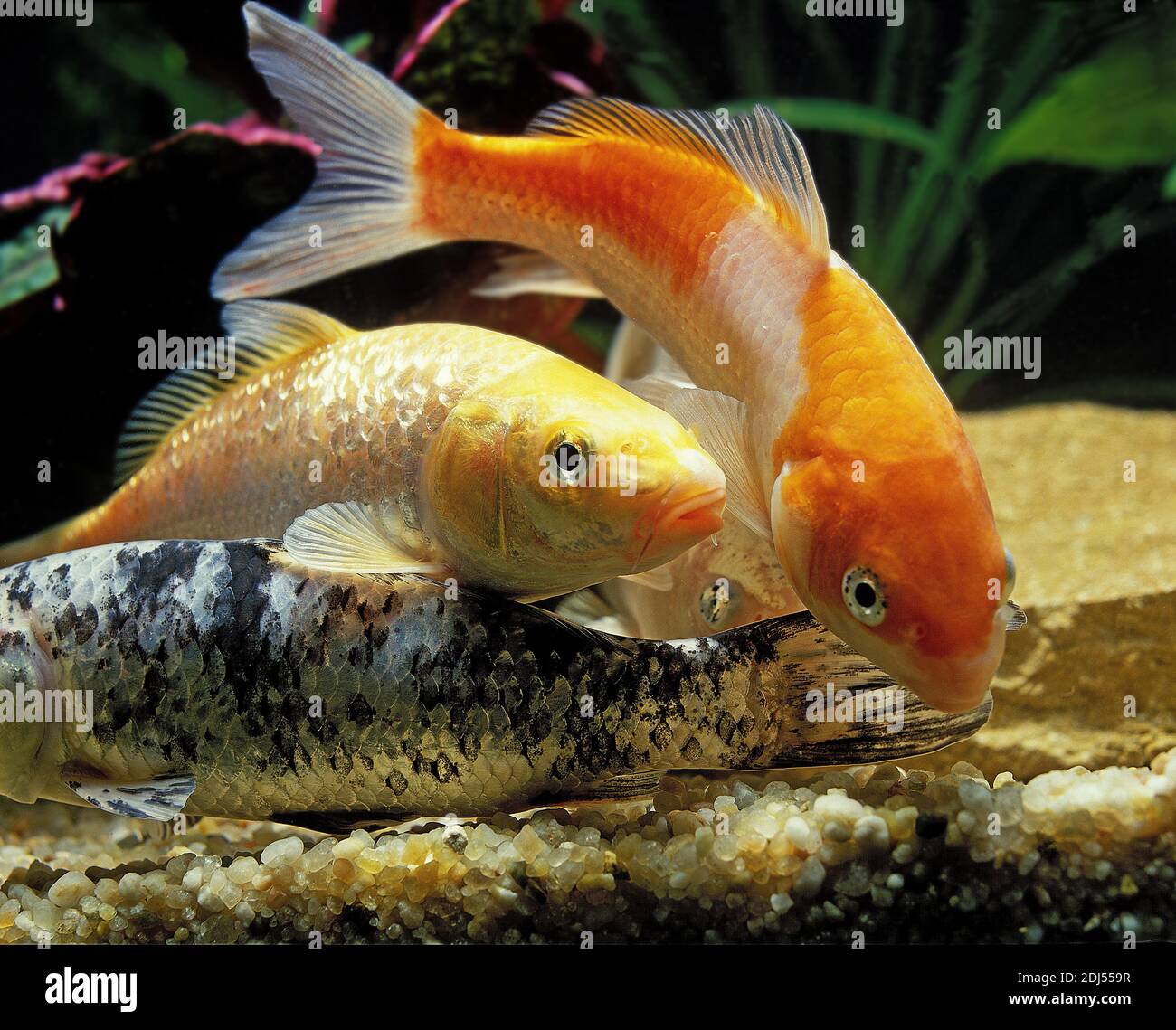 Koi Carp, cyprinus carpio Stock Photo - Alamy