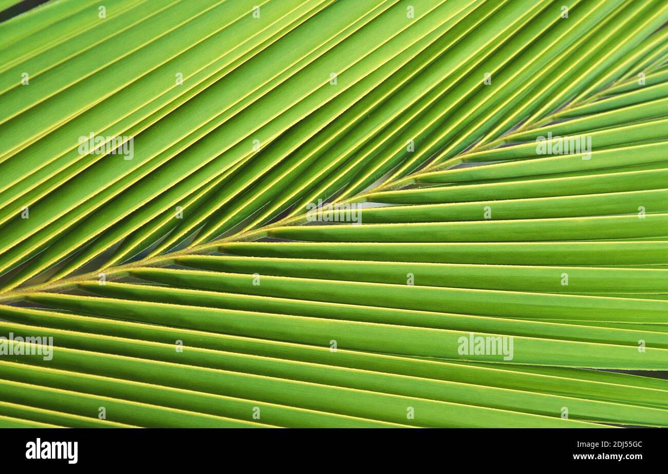 Close up showing Structure of a Leaf Stock Photo - Alamy